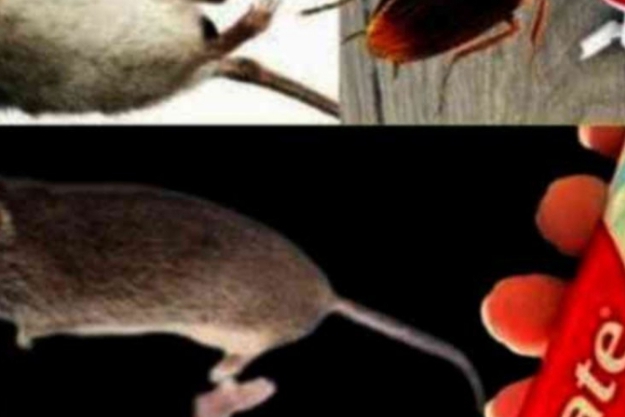 Toothpaste: A Surprising Ally Against Cockroaches and Ants — A Step-by ...